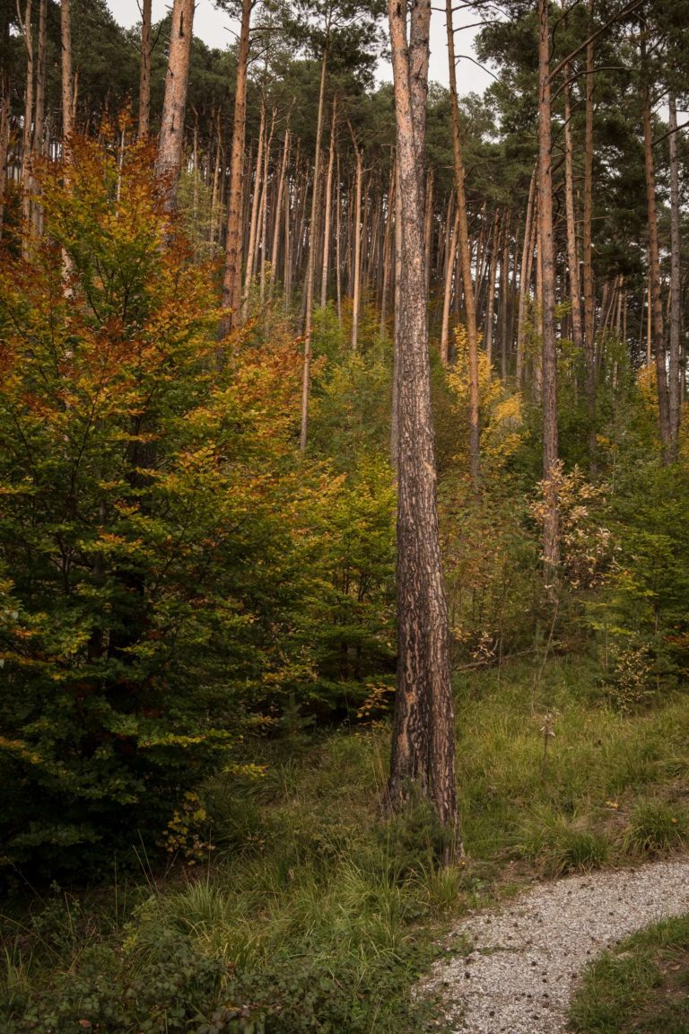 Bergisel ski jump: Innsbruck hiking (and dragons) — Wild & Without