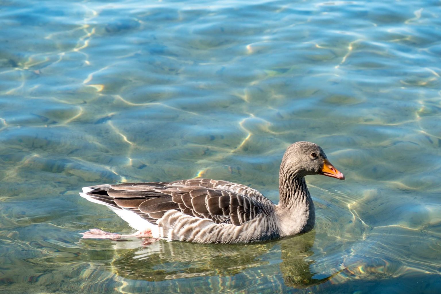 Wild and without worries in Lucerne — Wild & Without