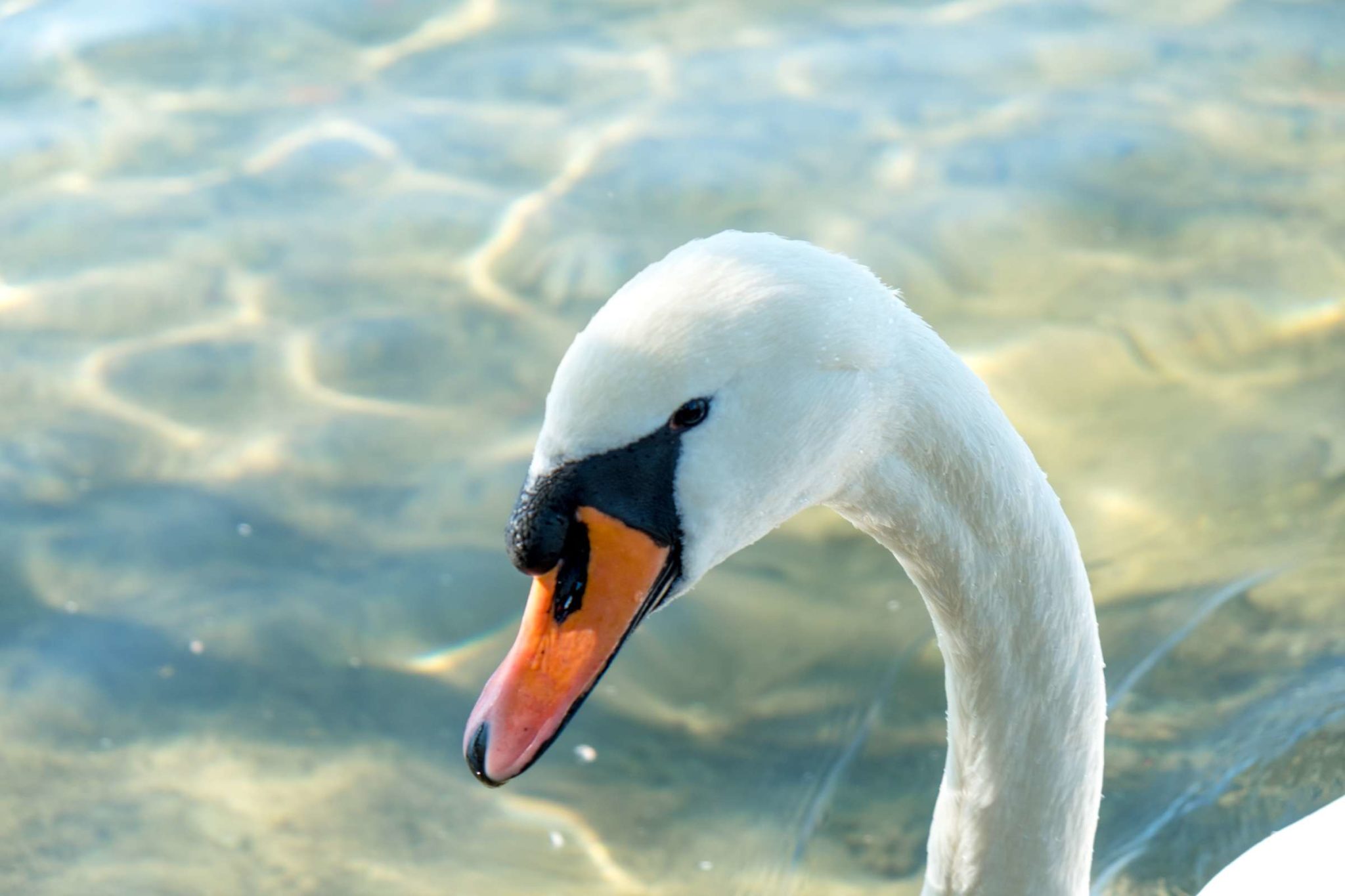 Wild and without worries in Lucerne — Wild & Without