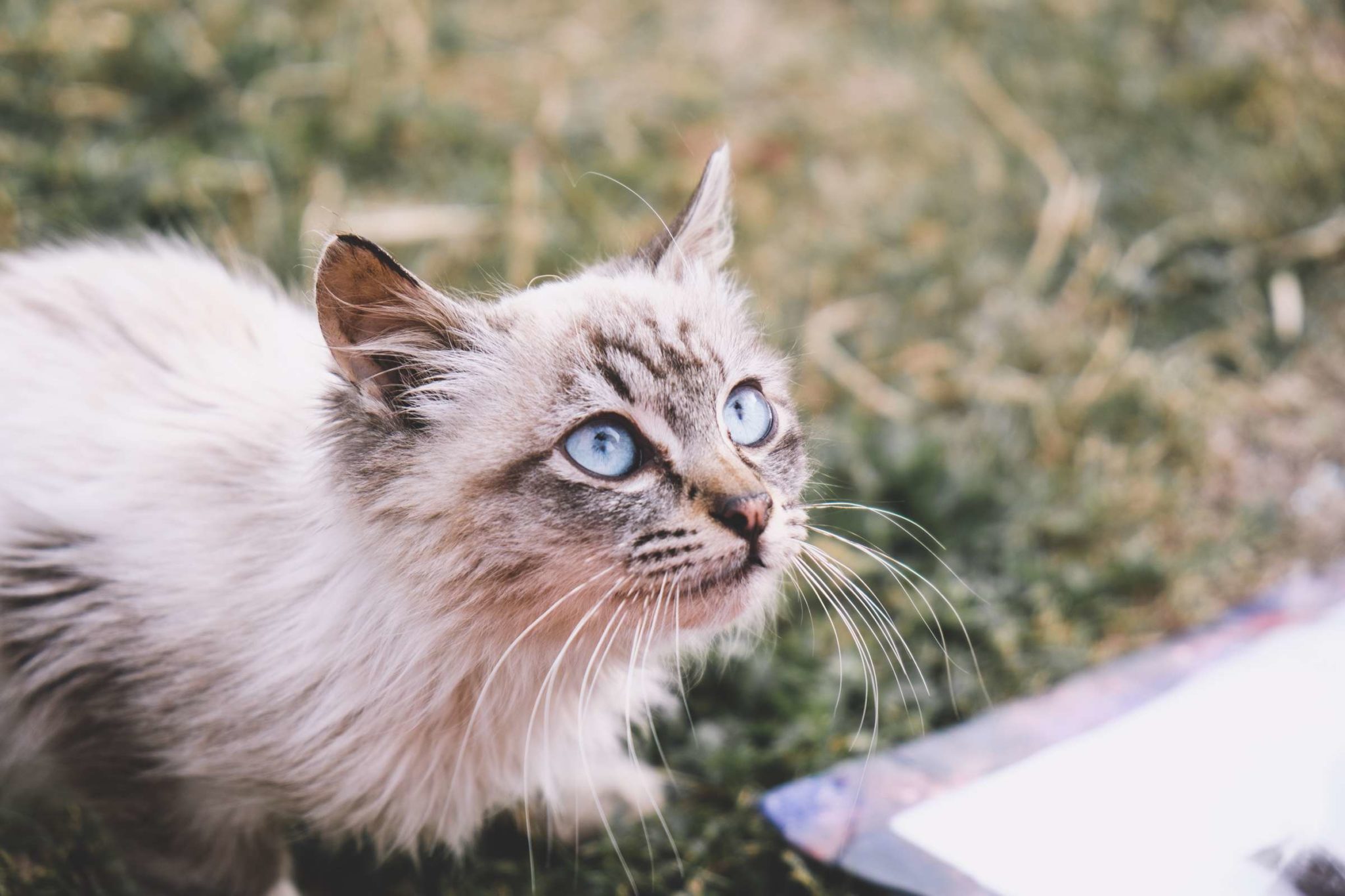 Pyrenees: Nine wild rides from the French Riviera to Espot — Wild & Without