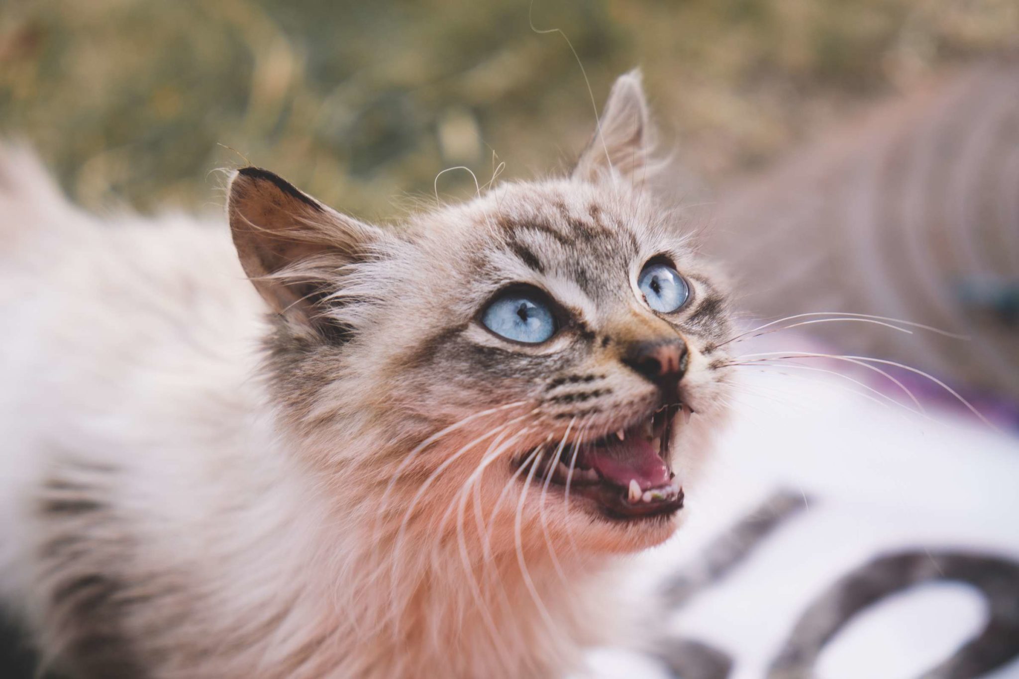 Pyrenees: Nine wild rides from the French Riviera to Espot — Wild & Without